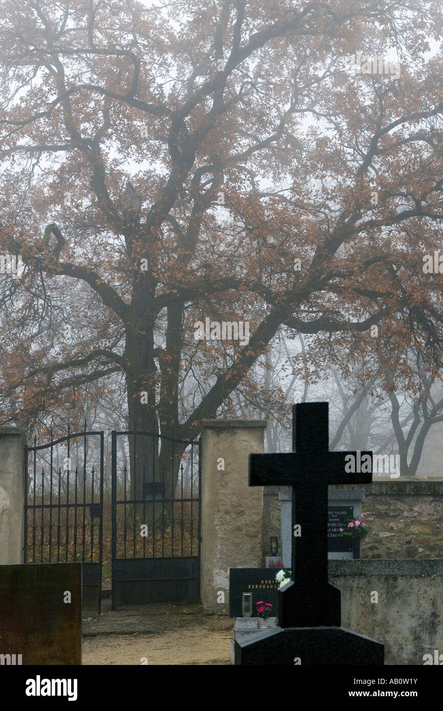 Fog in Forest Cemetery Stock Photo - Alamy