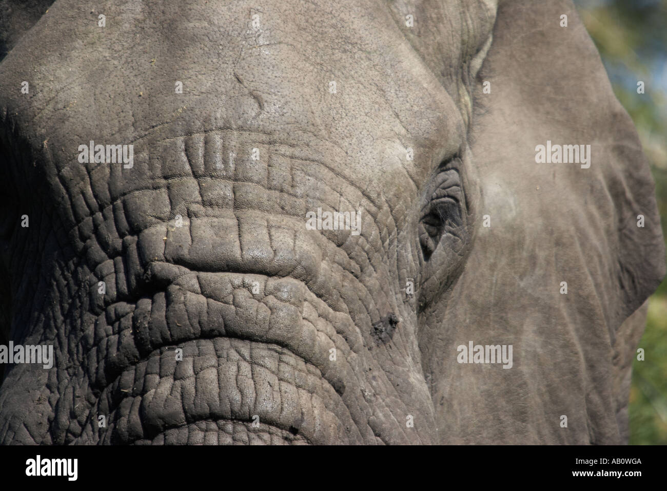 African elephant mass hi-res stock photography and images - Alamy