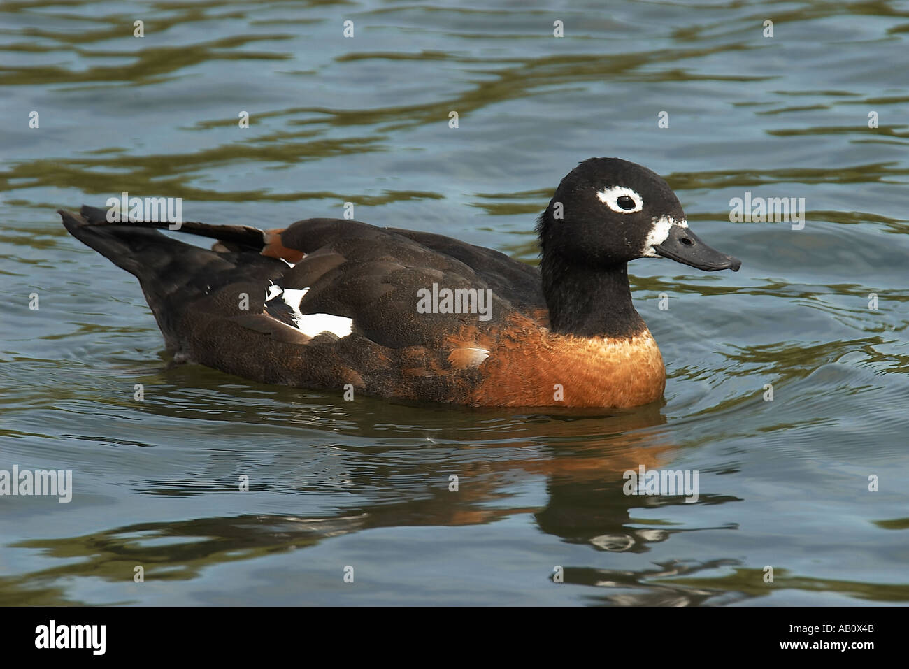 Australian wildfowl hi-res stock photography and images - Alamy