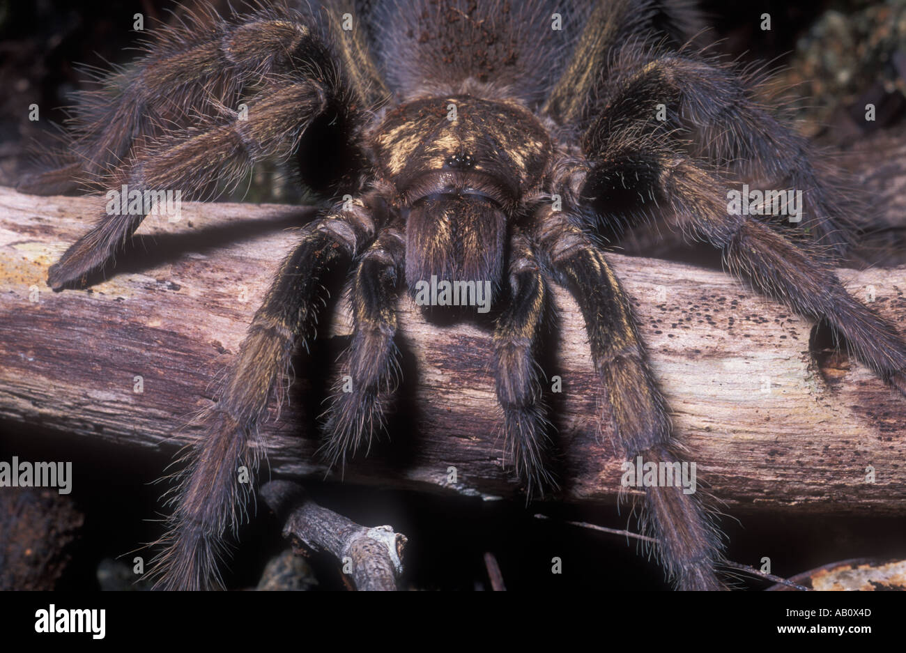 Cuba spider tarantula hi-res stock photography and images - Alamy