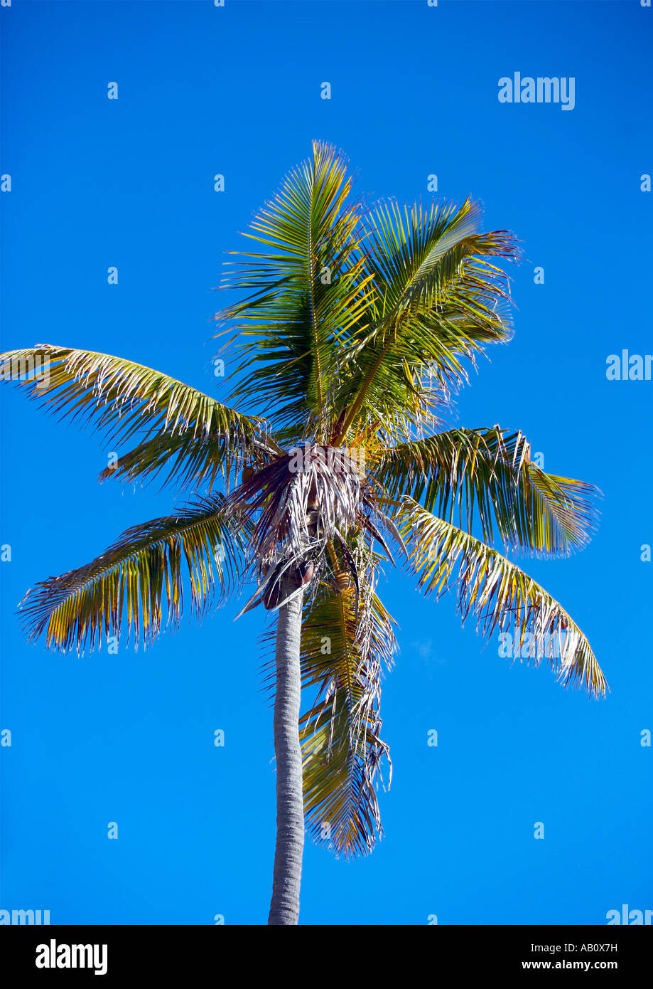 Palm tree against blue sky The Baths National Park Virgin Gorda British ...