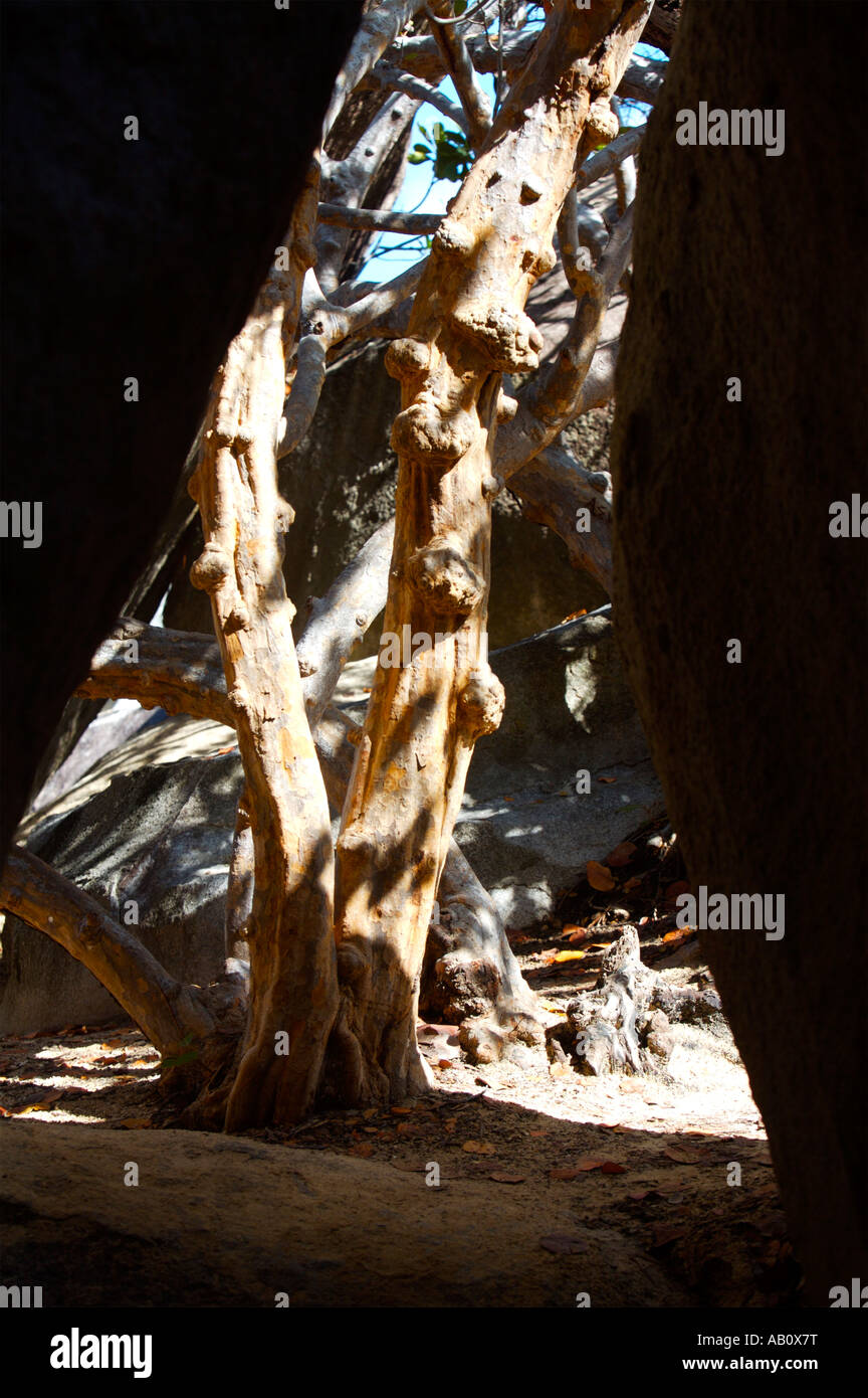 Tree from the cave The Baths National Park Virgin Gorda British Virgin ...