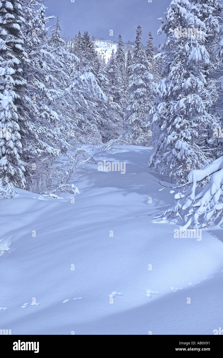 Snow white winter forest scene in Northern California in the Sierra ...