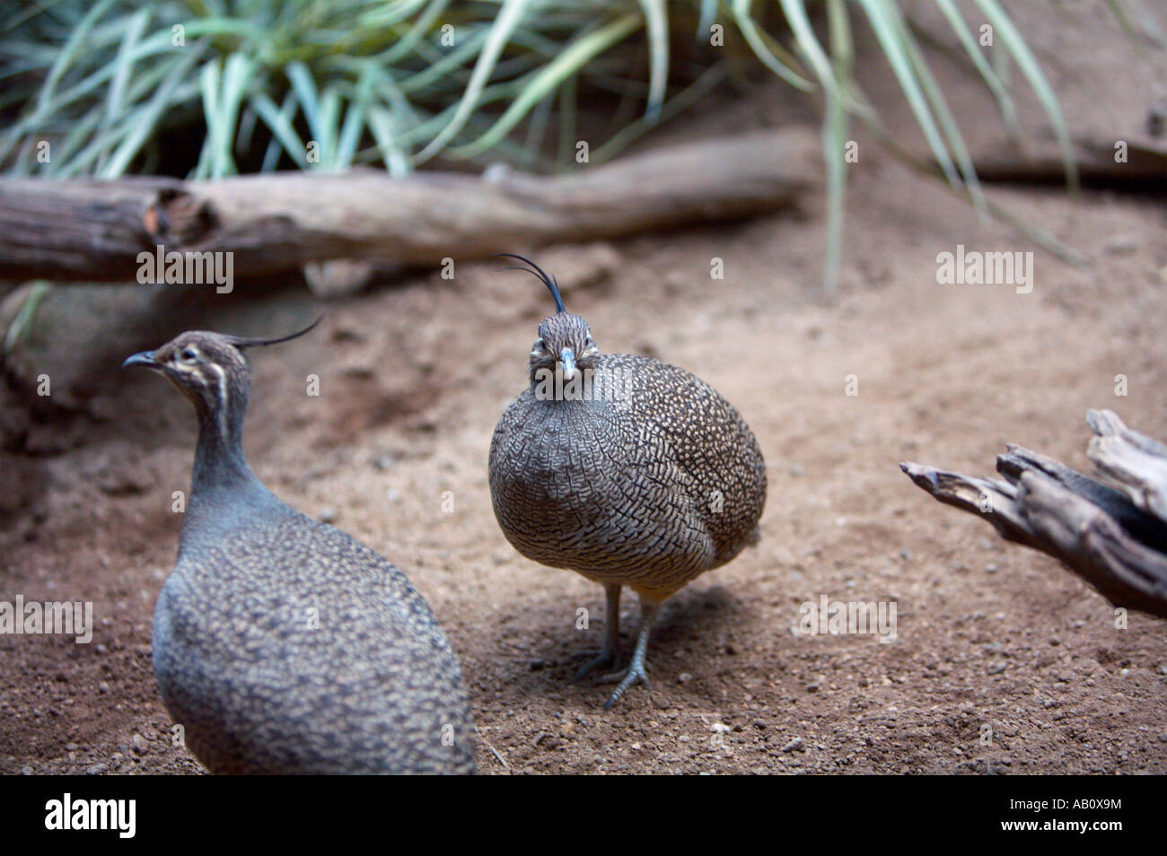 The Elegant Crested Tinamou Bronx Zoo New York USA Stock Photo - Alamy