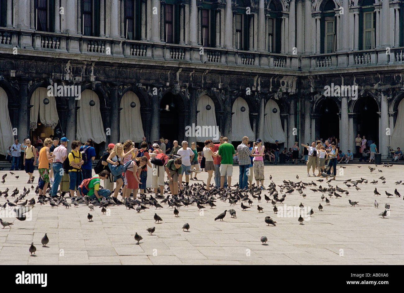 Wherever the tourists congregate in St Marks Square the pigeons will ...