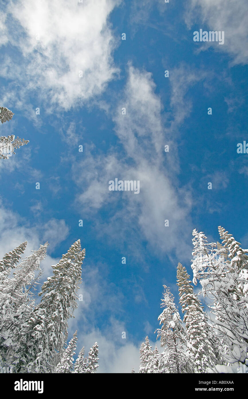 Snow white winter forest scene in Northern California in the Sierra ...