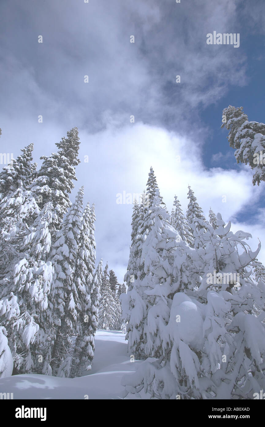 Snow white winter forest scene in Northern California in the Sierra ...