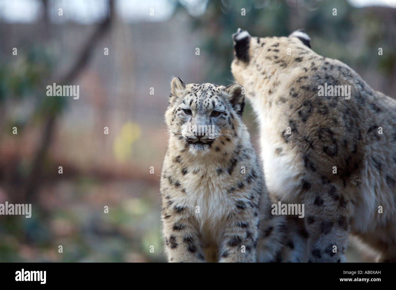 Snow Leopards playing Stock Photo - Alamy