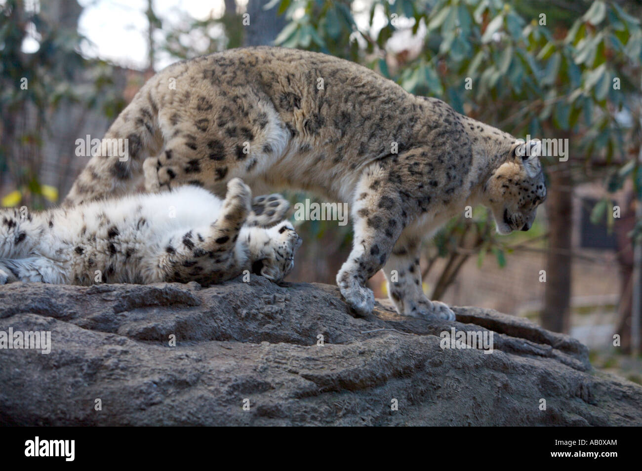 Snow Leopards playing games on the stone Stock Photo - Alamy