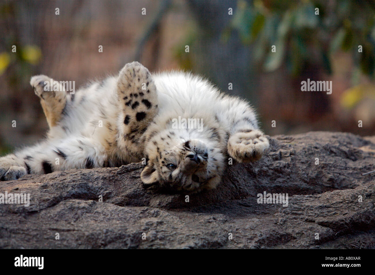 Snow Leopard having fun Stock Photo - Alamy