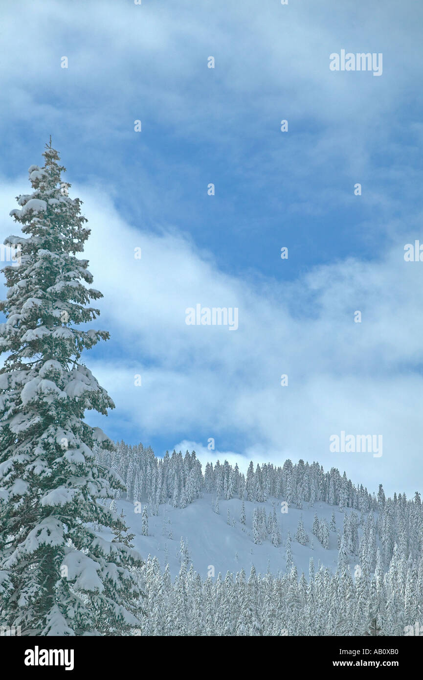 Snow white winter forest scene in Northern California in the Sierra ...