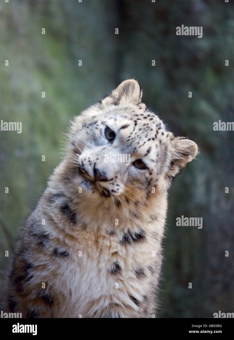 Snow Leopard looking at you curiously Stock Photo - Alamy