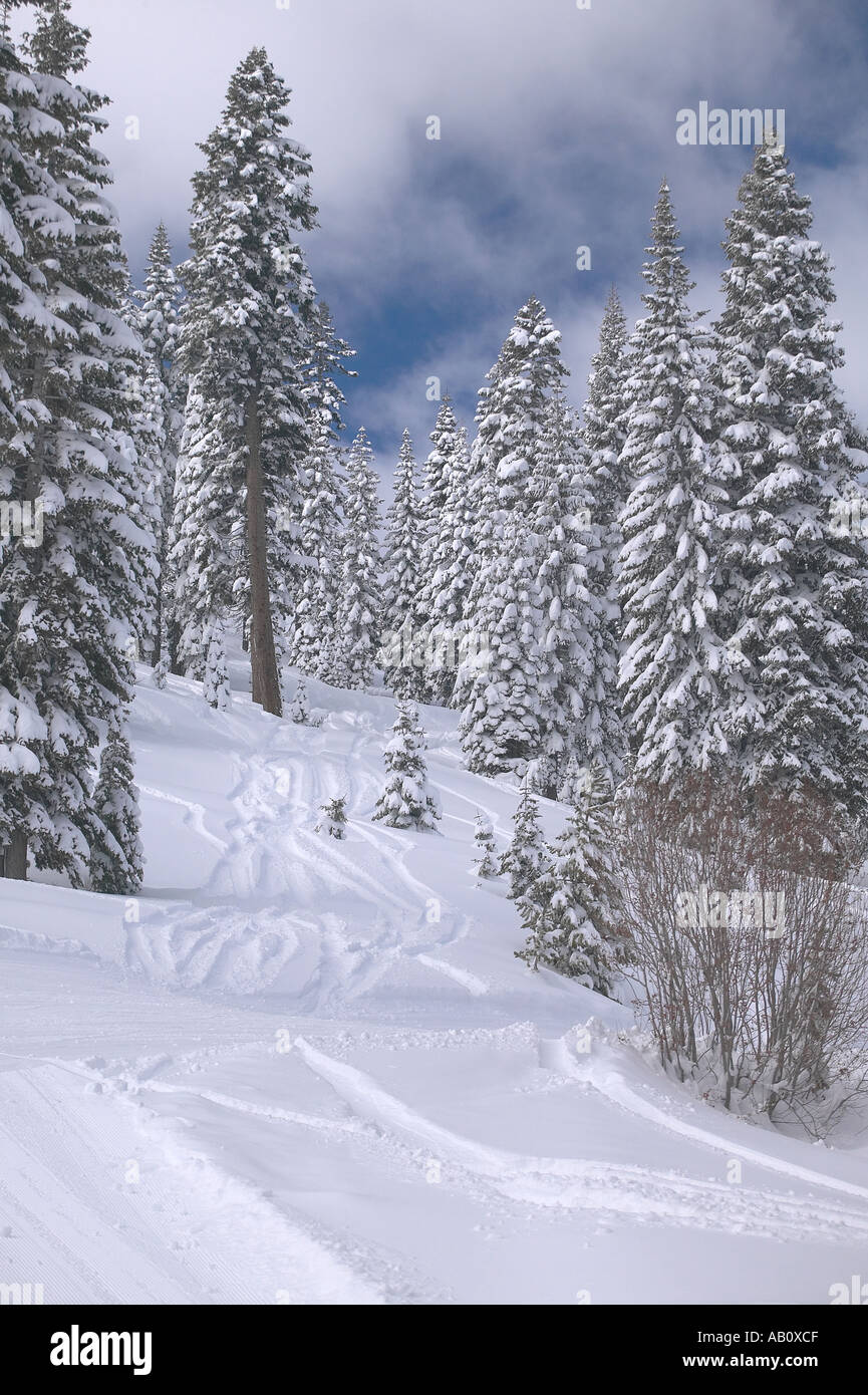 Snow white winter forest scene in Northern California in the Sierra ...