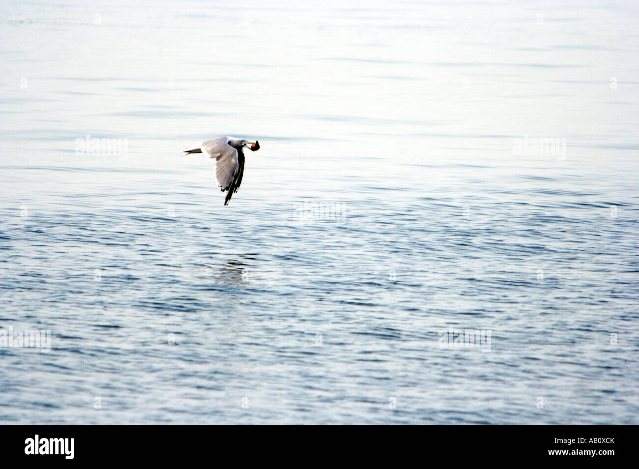 Seagull holding seashell flying over the ocean Stock Photo - Alamy