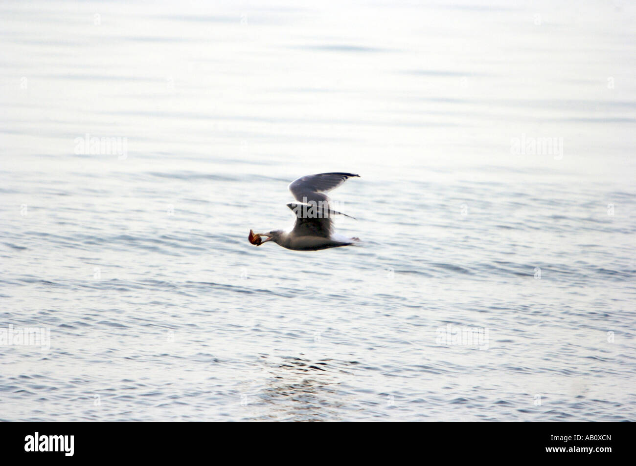 Seagull holding seashell flying over the ocean Stock Photo - Alamy