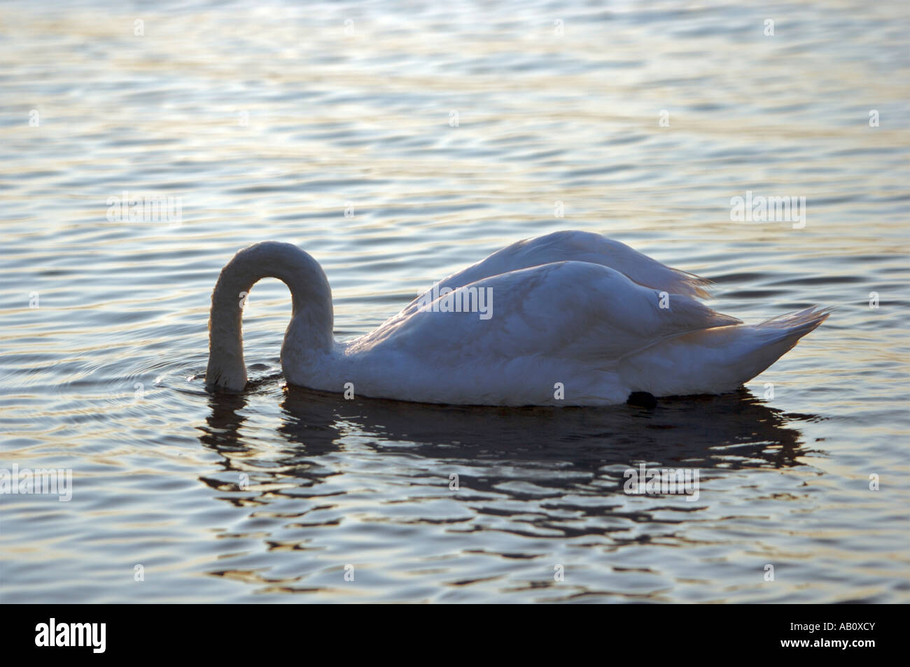 Swan in the ocean with it s head in the water Long Island New York USA ...
