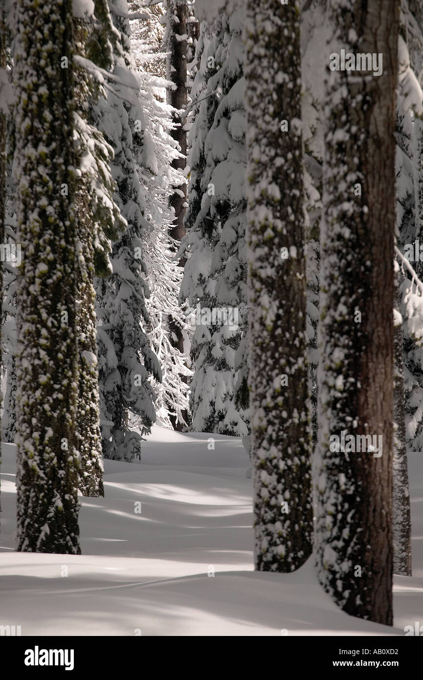Snow white winter forest scene in Northern California in the Sierra ...