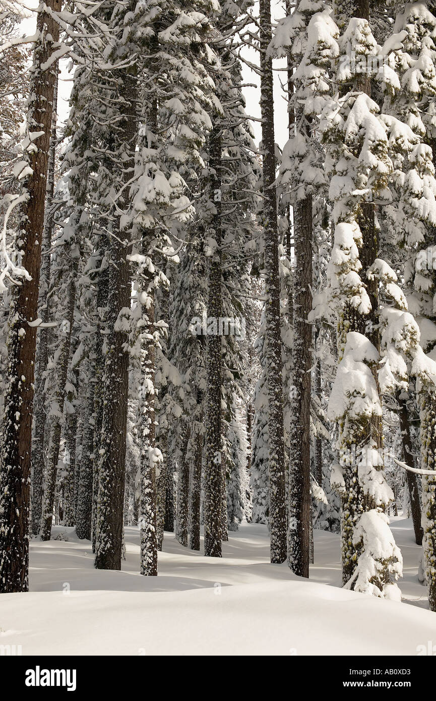 Snow white winter forest scene in Northern California in the Sierra ...