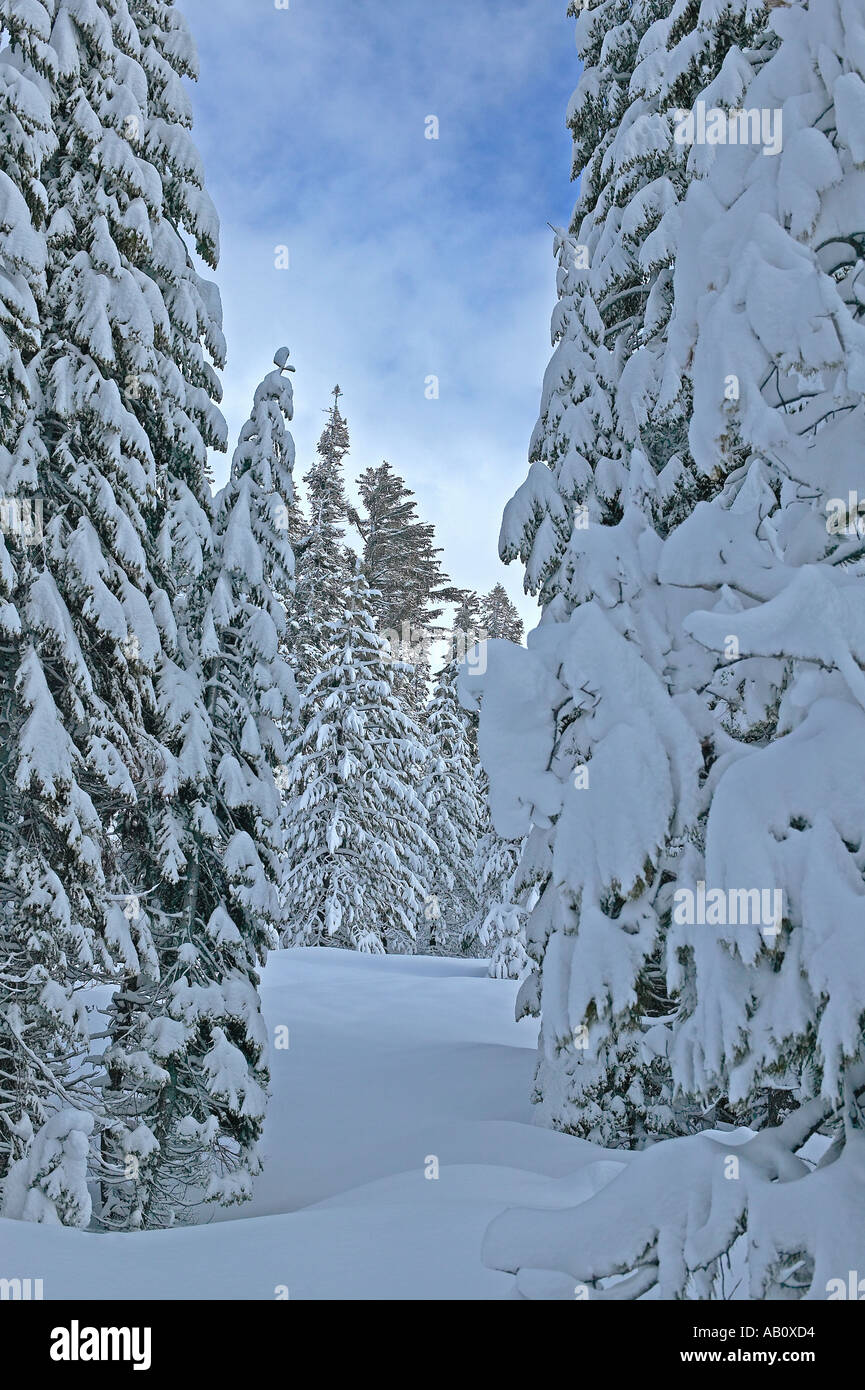 Snow white winter forest scene in Northern California in the Sierra ...