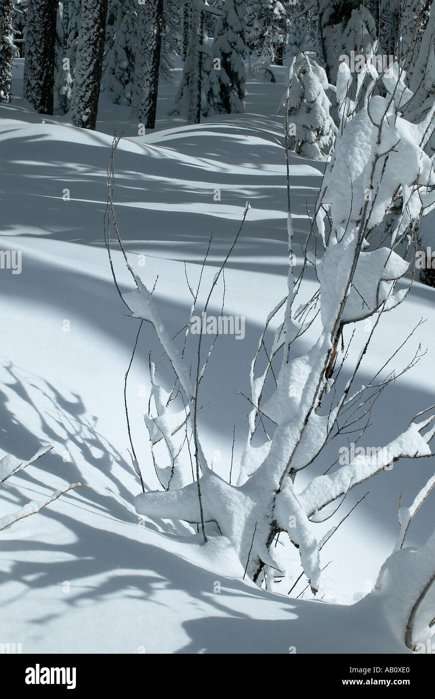 Snow white winter forest scene in Northern California in the Sierra ...