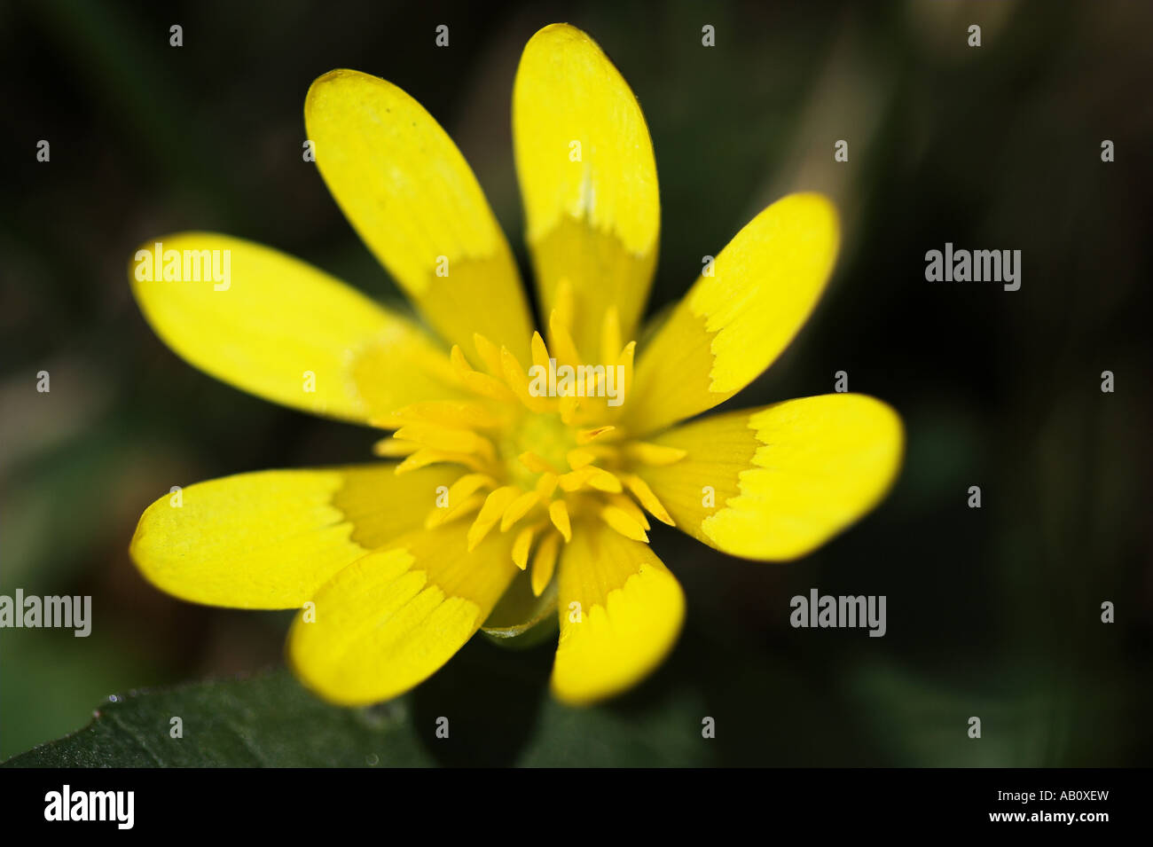 A single bright yellow buttercup in bloom Stock Photo - Alamy