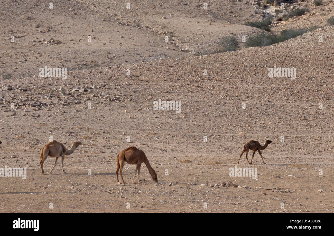 Camels in the Negev desert Israel Stock Photo - Alamy