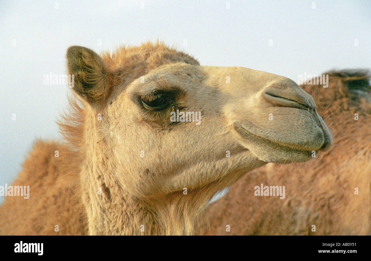 Camel Head 1 Stock Photo - Alamy