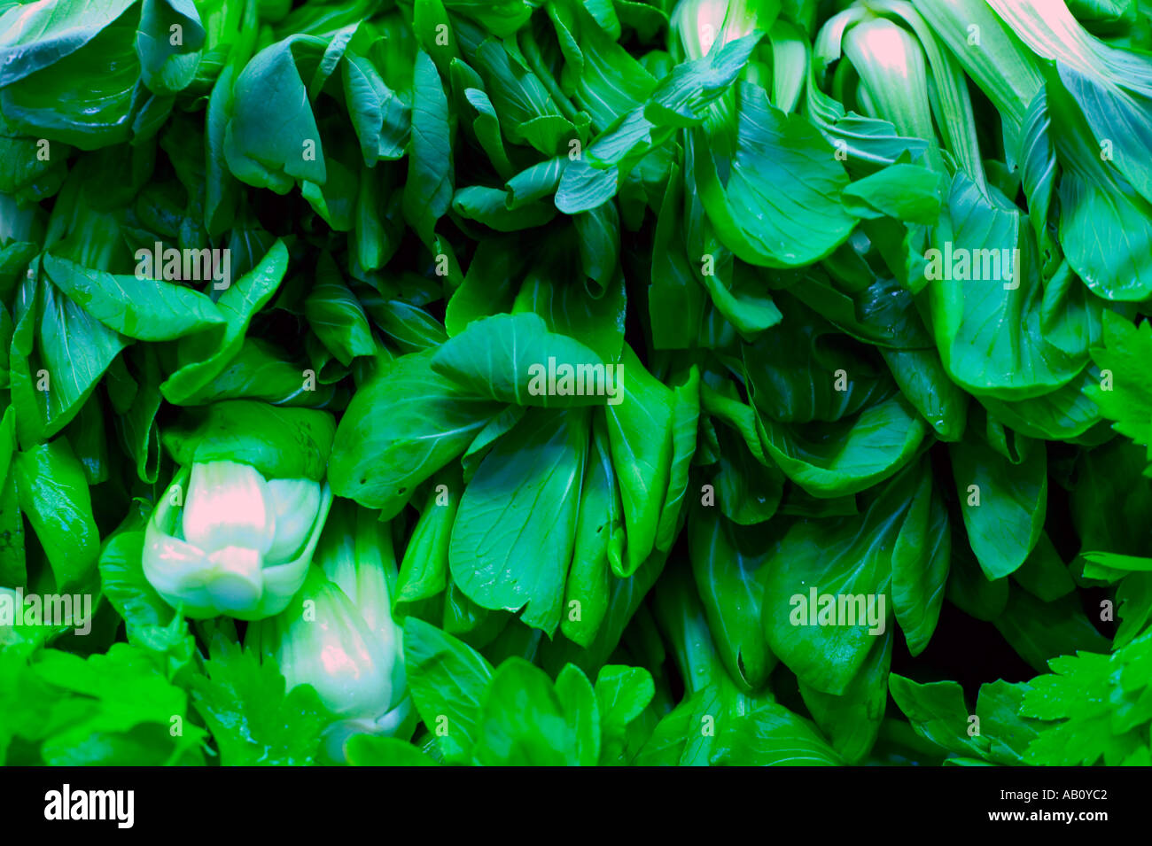 horizontal pak choy still life view color cuisine culinary fresh green ...