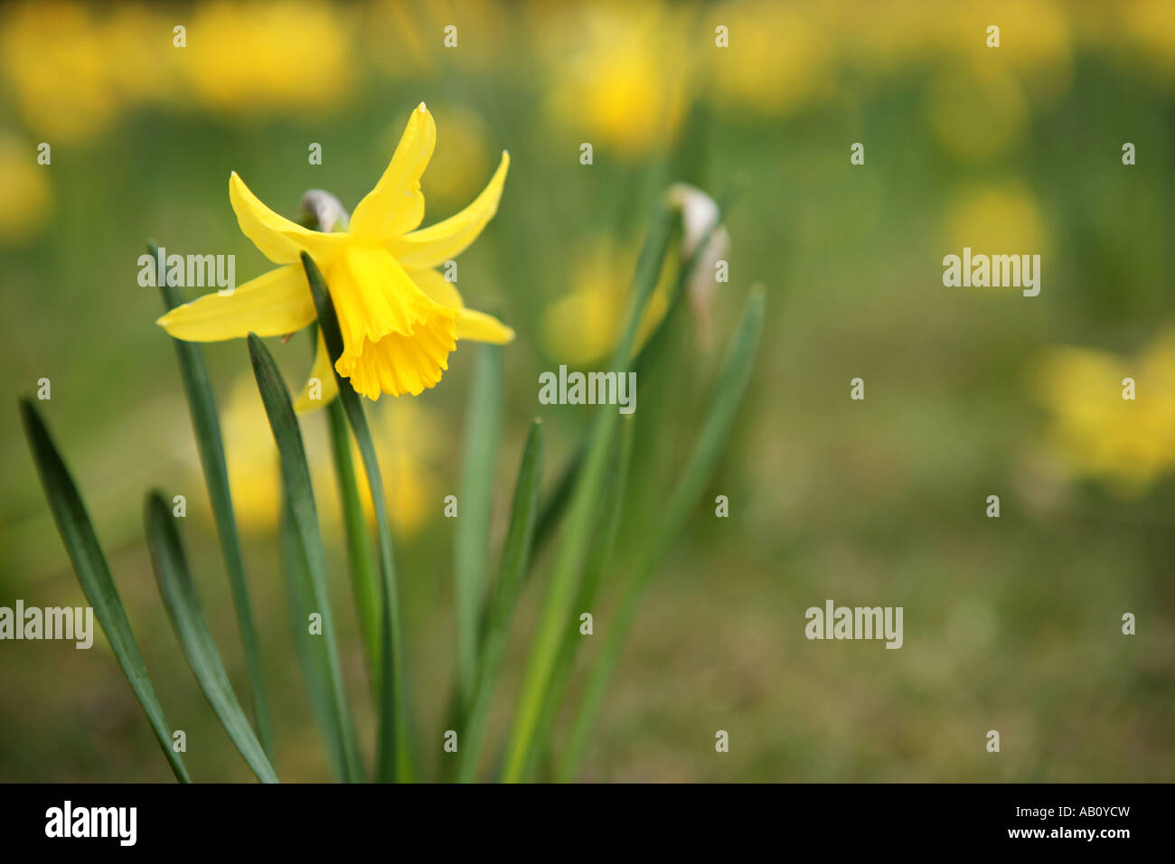 Yellow Daffodils against a natural outdoor background Stock Photo - Alamy
