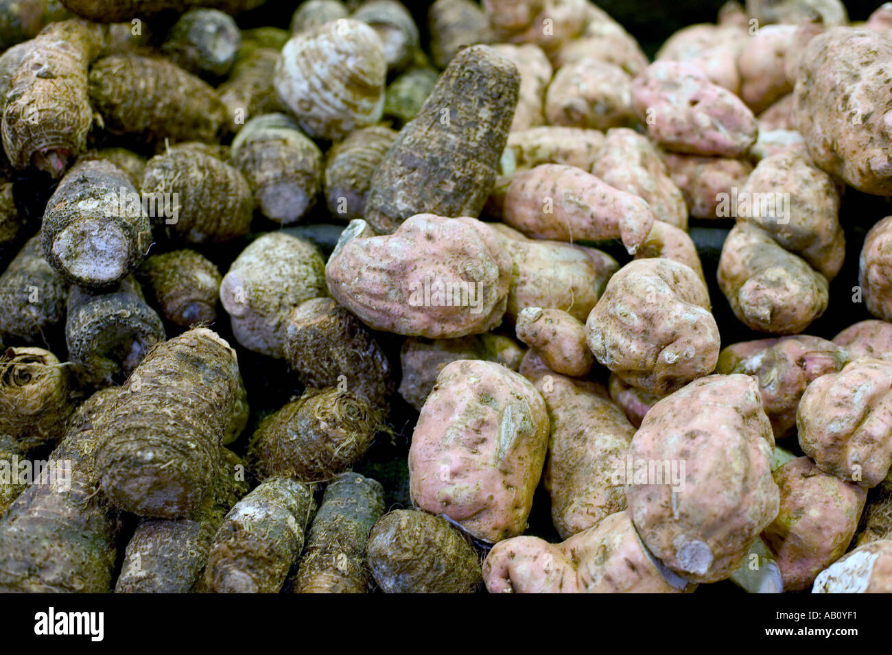 Taro Manioc Cassava yam potato sweet starch horizontal staple island ...
