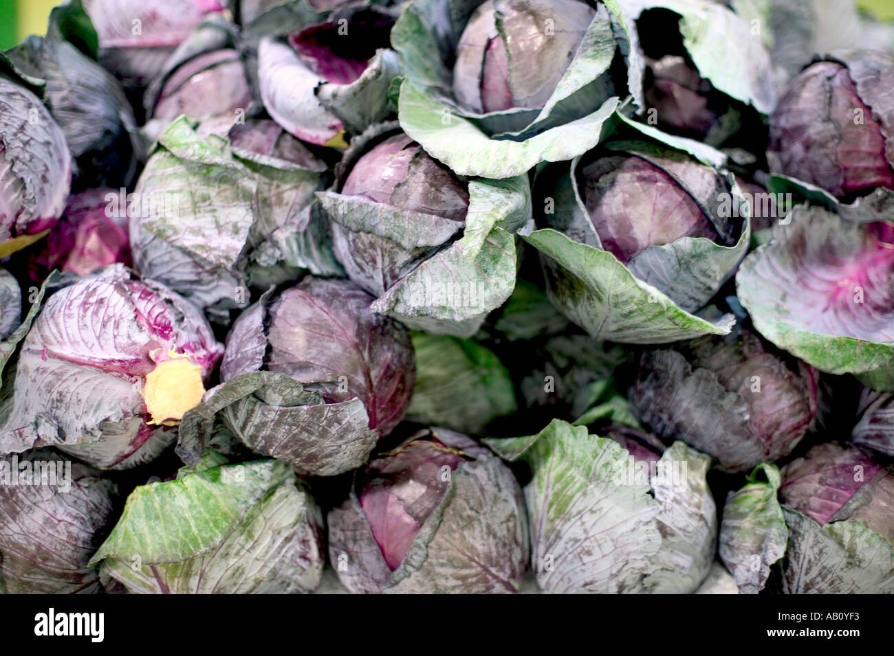 Cabbage red purple cole brassica horizontal healthy nobody view color ...