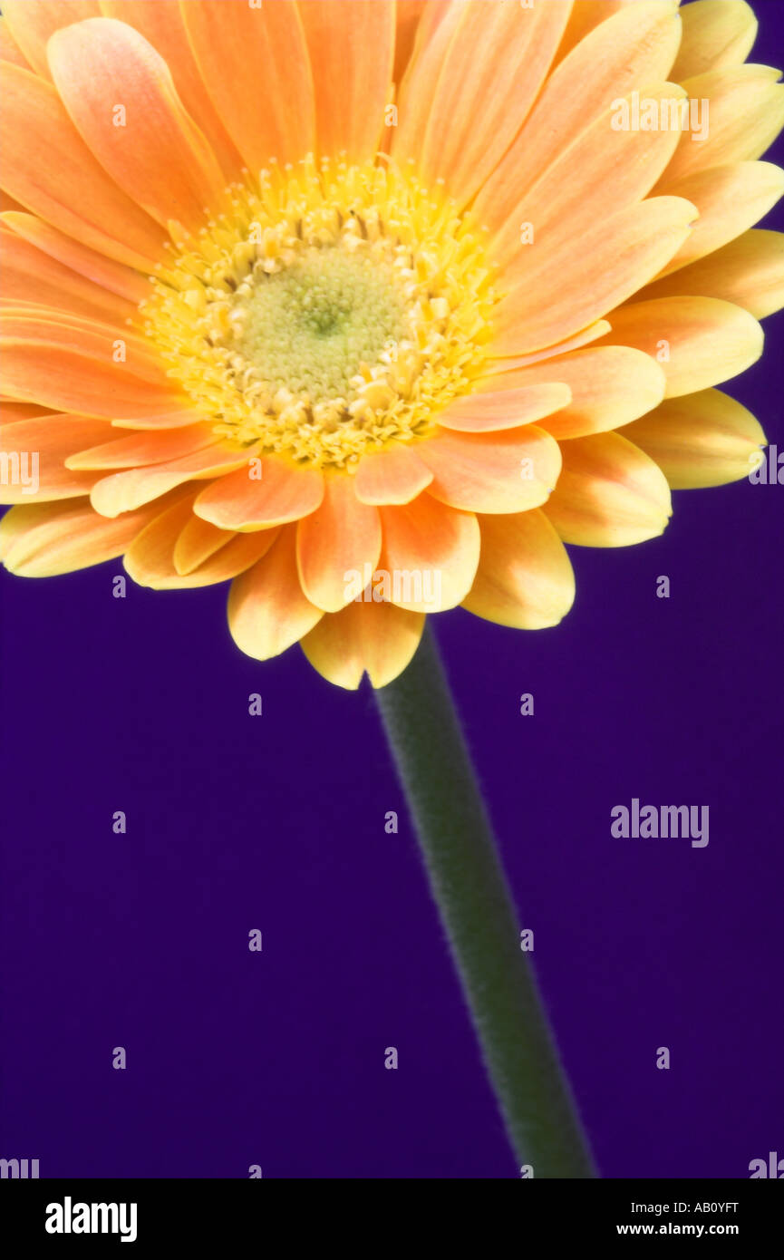A yellow african daisy against a deep blue background Stock Photo - Alamy