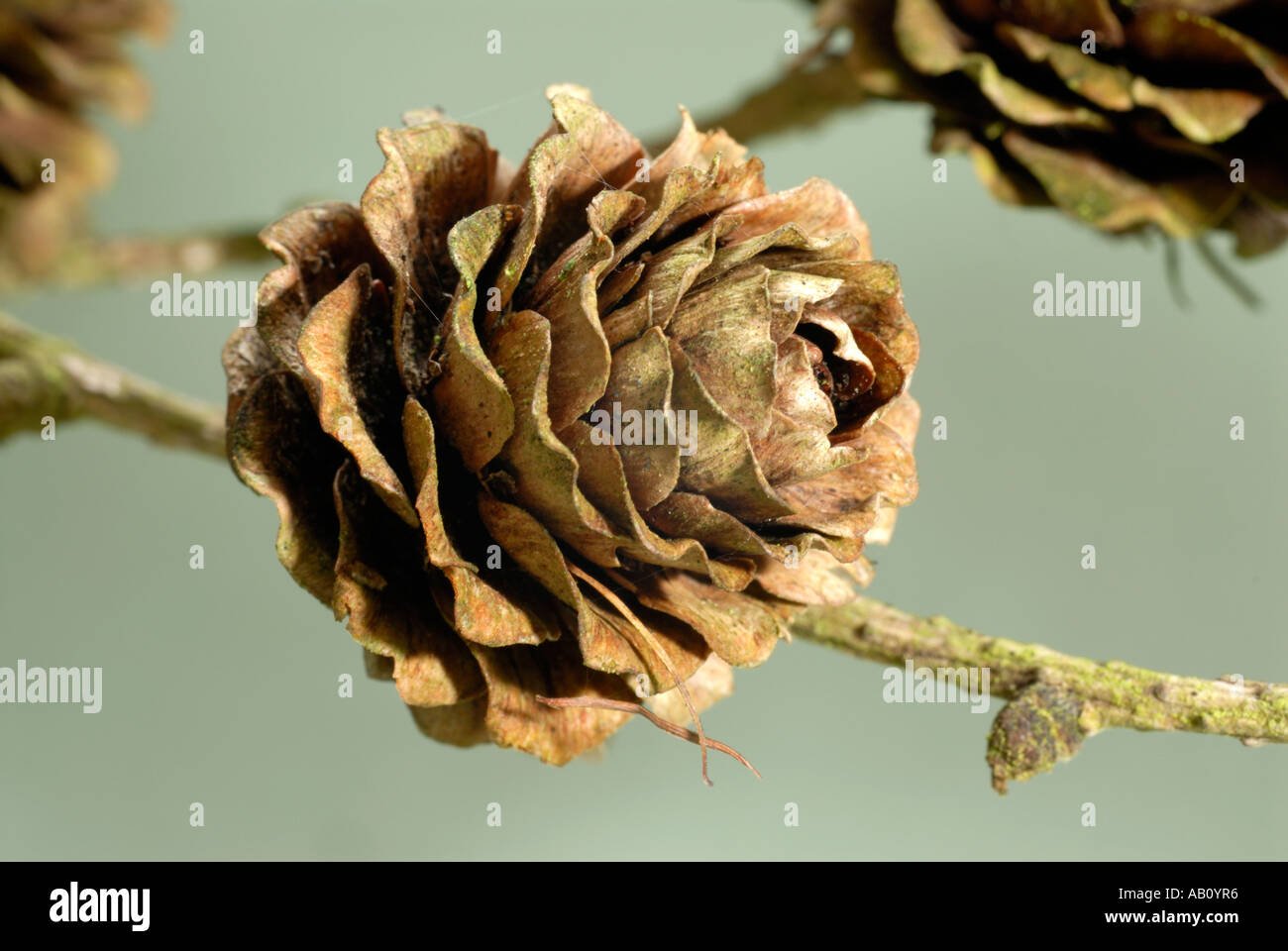 Cone larch hi-res stock photography and images - Alamy