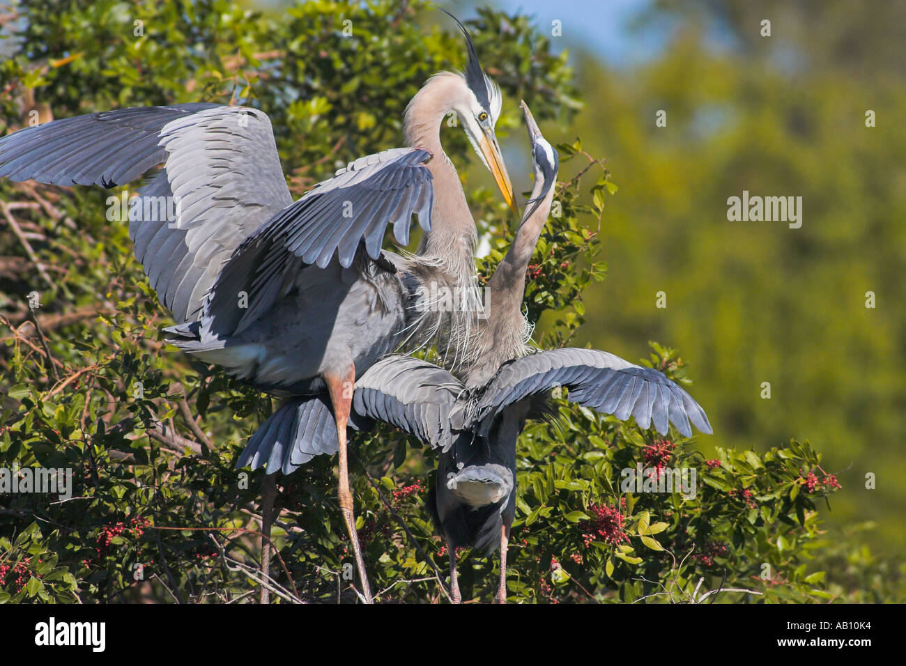 Mating Great Blue Herons Stock Photo - Alamy