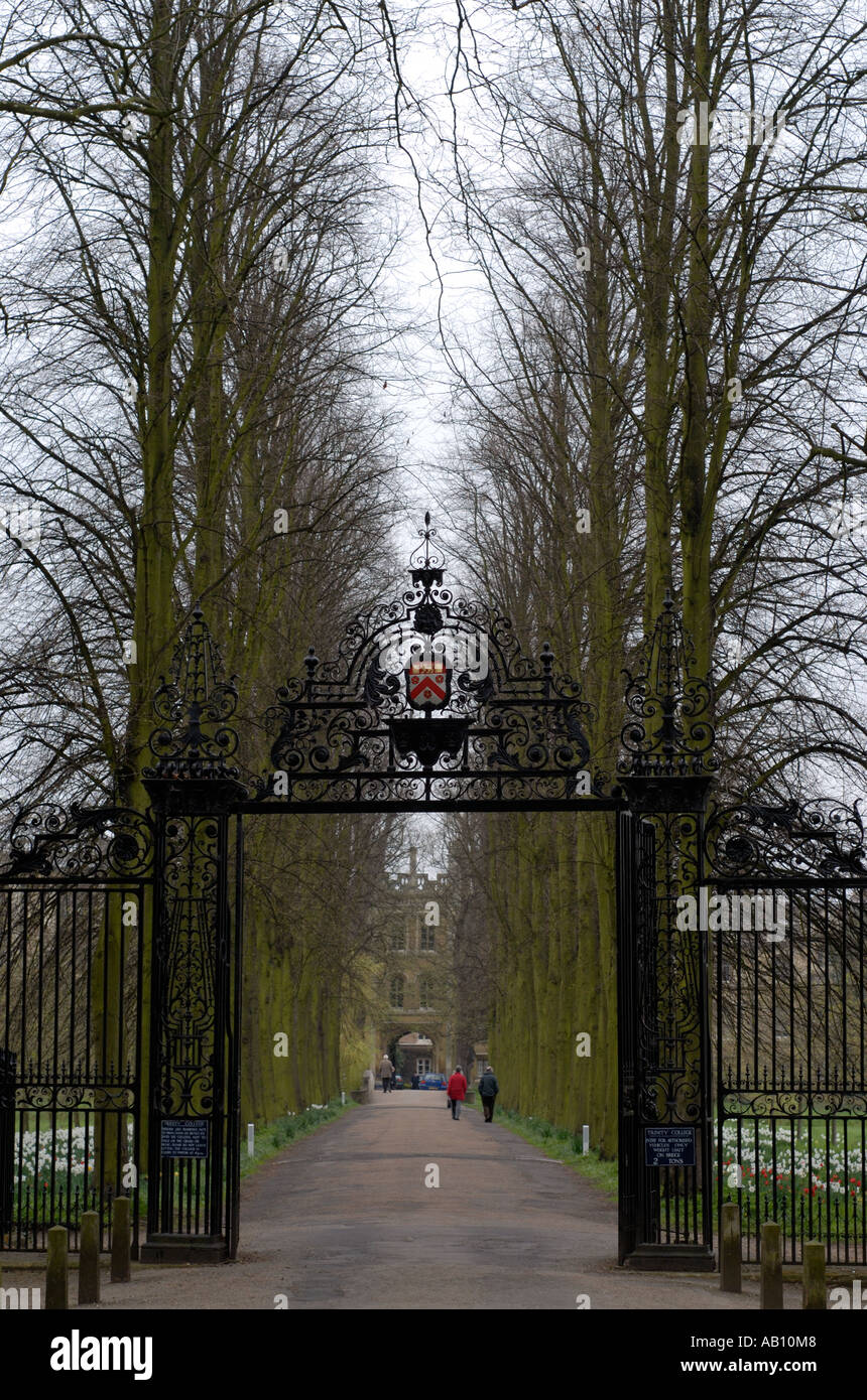 Tree lined rear entrance to Trinity college Cambridge viewed from the ...