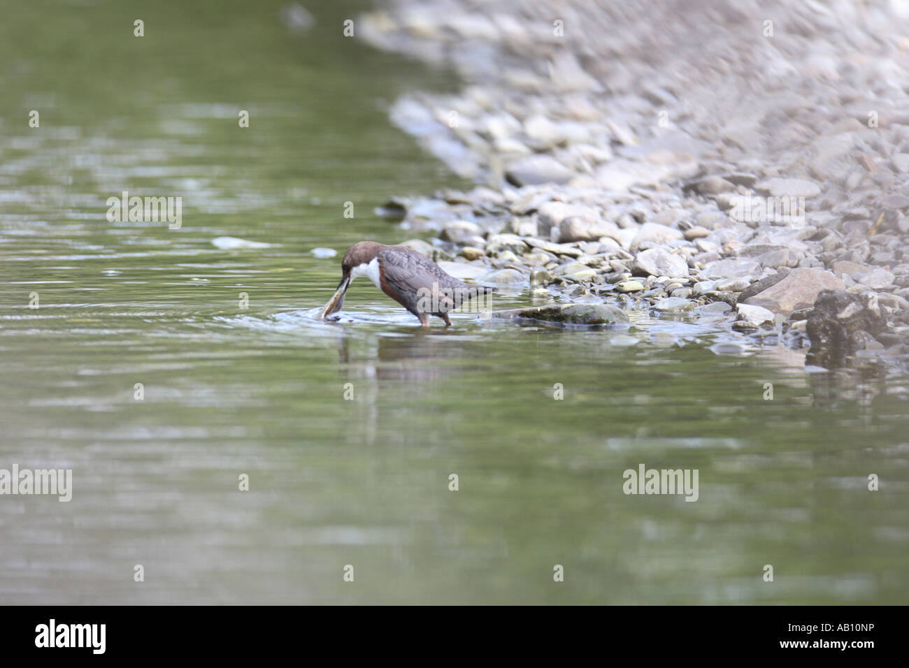 DIPPER CINCLUS CINCLUS TURNING OVER STONE IN SHALLOW WATER Stock Photo ...