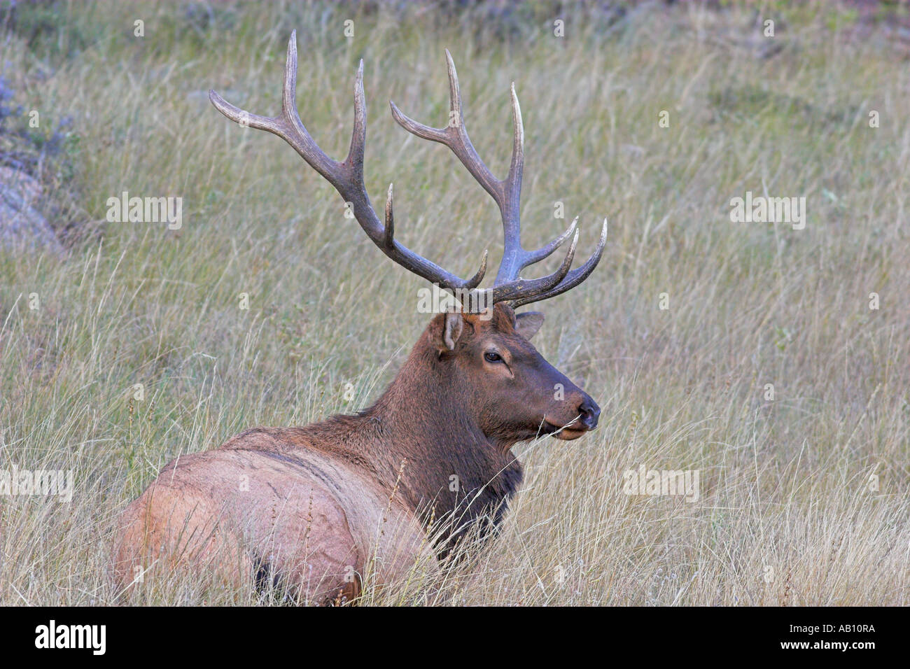 Bull Elk at Rest Stock Photo - Alamy