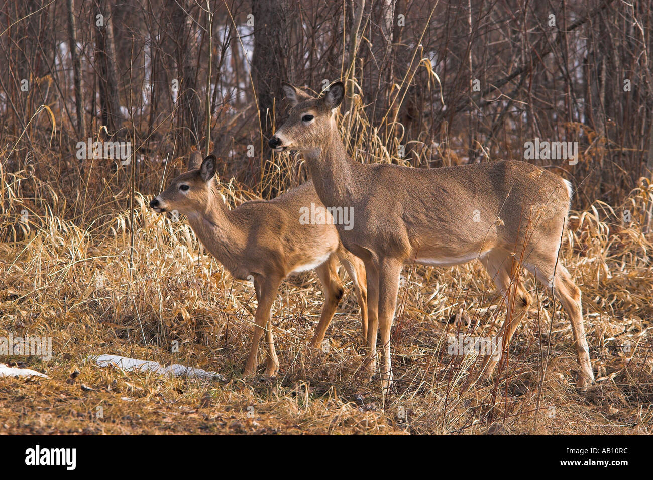 Doe and Fawn Stock Photo - Alamy