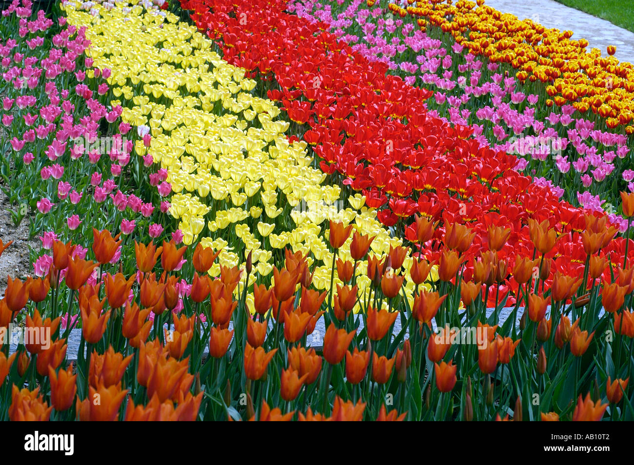 tulips festival in istanbul Stock Photo - Alamy