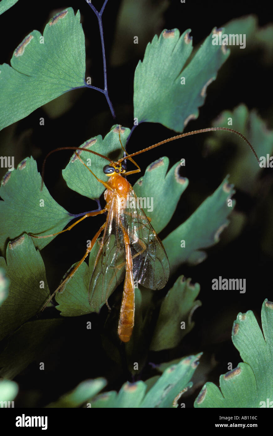 Ichneumon Red Wasp or Ichneumon Fly, Ophion luteus Stock Photo - Alamy