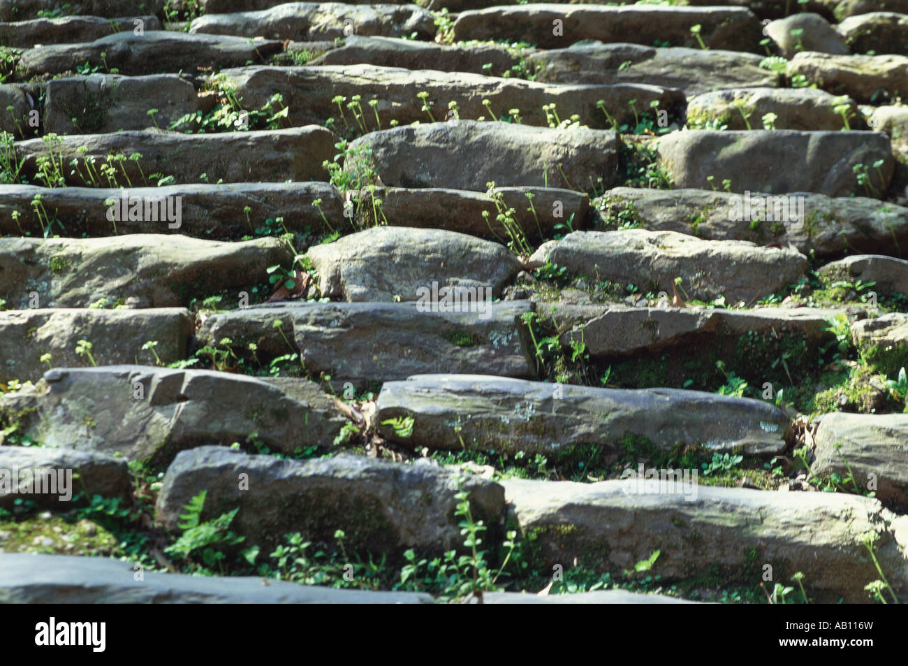 Stone steps at Jingo ji Temple Kyoto Prefecture Japan Stock Photo - Alamy