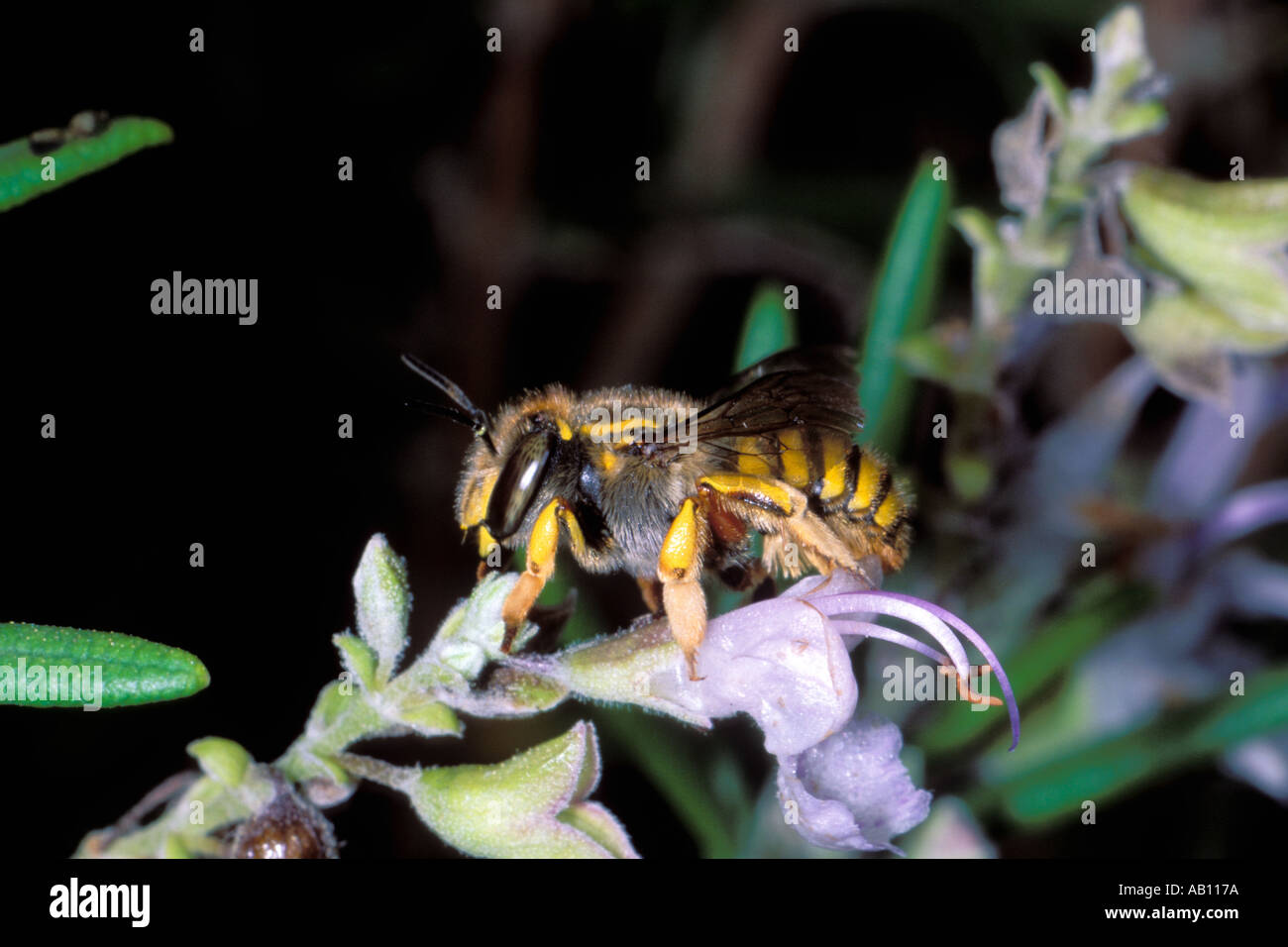 Anthidium sp hi-res stock photography and images - Alamy