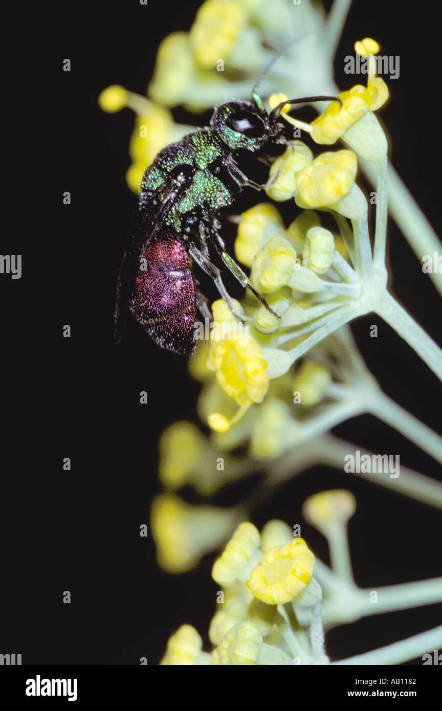 Chrysis ignita pollination hi-res stock photography and images - Alamy
