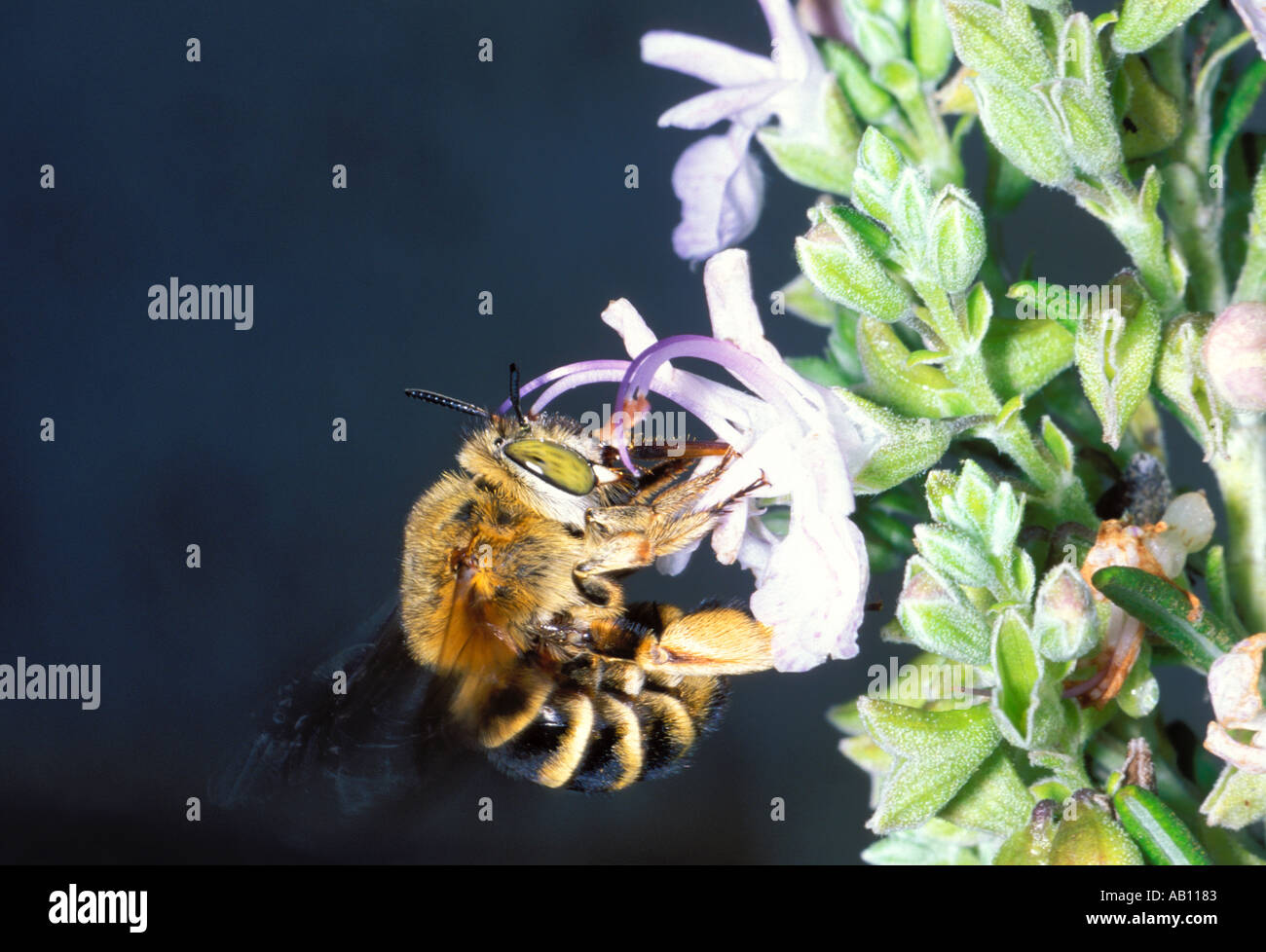 White digger hi-res stock photography and images - Alamy