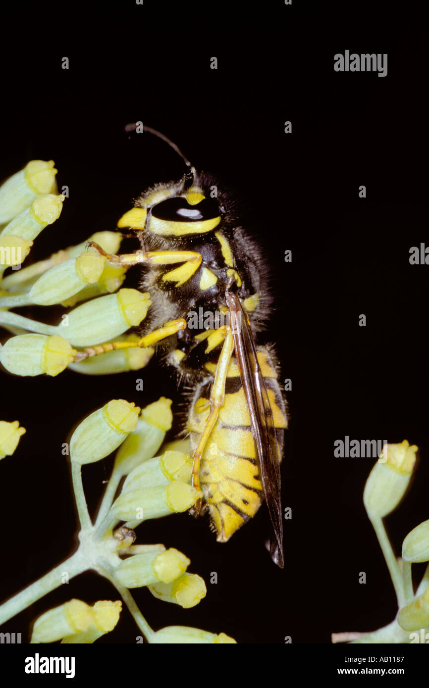 German Wasp, Vespula germanica. On flower Stock Photo - Alamy
