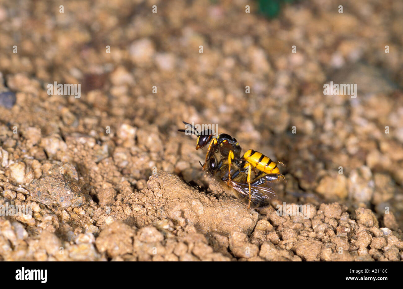 Bee-killer Wasp (Philanthus triangulum) Carrying a paralyzed Honey Bee ...