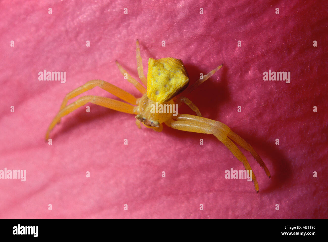 Spider rose hi-res stock photography and images - Alamy