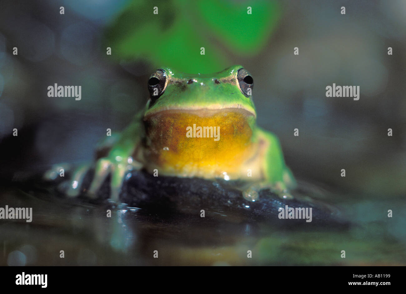 Stripeless Tree Frog, Hyla meridionalis. Male front view Stock Photo ...