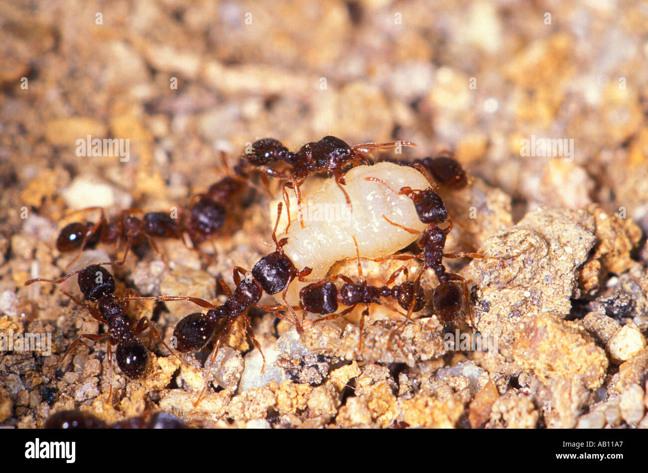 Ants, Family Formicidae. Carrying a prey Stock Photo - Alamy