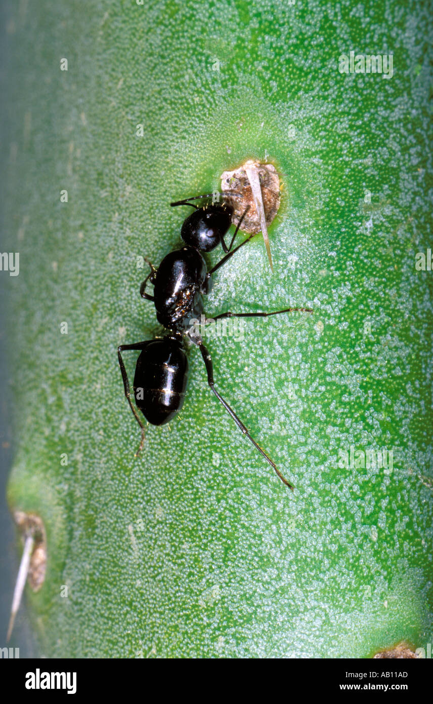 European Harvester Ant, Messor barbarus. Winged female just after to ...